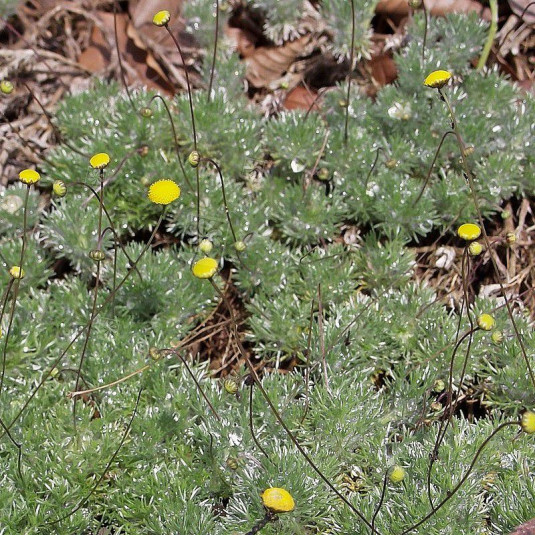 Cotula hispida - Vente Cotule hérissé pour le jardin