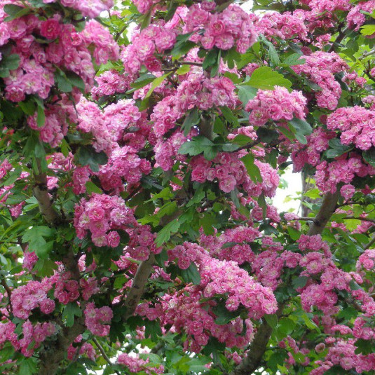 Aubépine rose - Vente Crataegus media 'Rosea Plena'