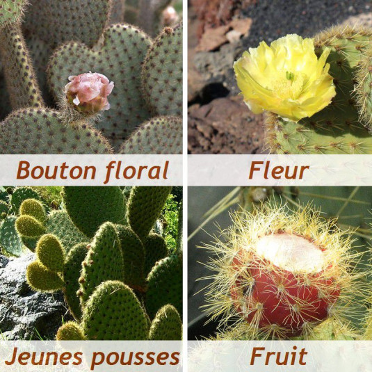 Opuntia scheerii - Vente Oponce à raquettes - Cactus à palettes