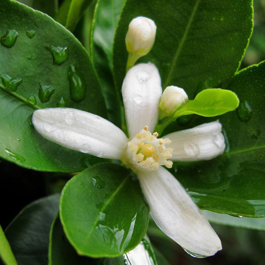 Calamondin - Vente Citrus mitis - Oranger nain d'appartement