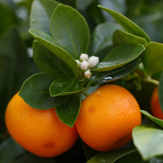 Calamondin - Vente Citrus mitis - Oranger nain d'appartement