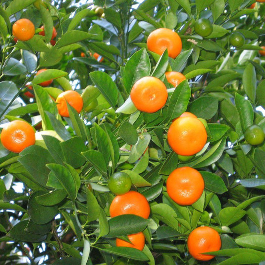 Calamondin - Vente Citrus mitis - Oranger nain d'appartement
