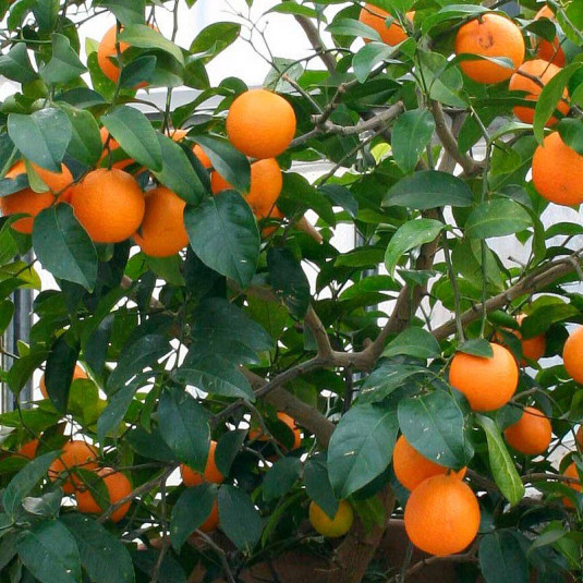 Clémentinier - Vente Citrus clementina - Clémentine