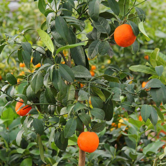 Clémentinier - Vente Citrus clementina - Clémentine