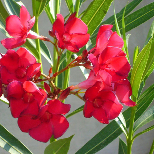 Laurier rose rouge d'Italie - Vente Nerium oleander 'Italia'