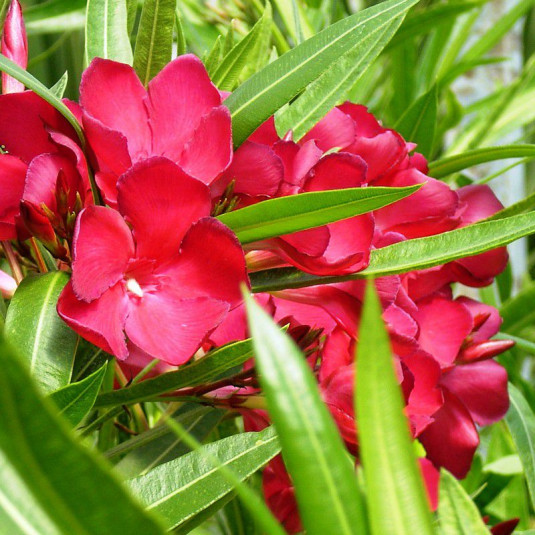 Laurier rose rouge d'Italie - Vente Nerium oleander 'Italia'