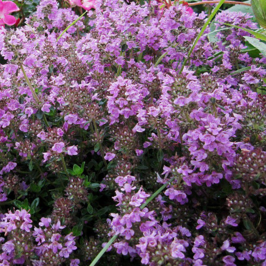 Thymus praecox 'Pink chintz' - Vente Thym tapissant rose