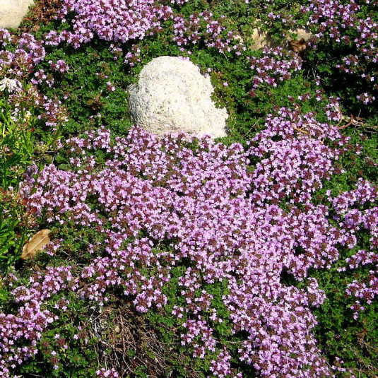 Thymus praecox 'Pink chintz' - Vente Thym tapissant rose