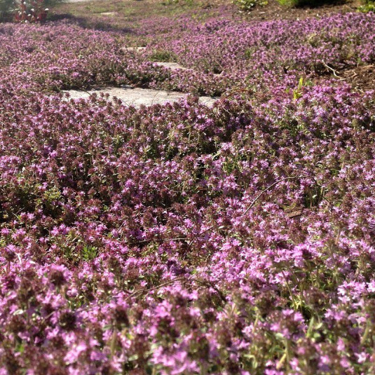 Thymus praecox 'Pink chintz' - Vente Thym tapissant rose