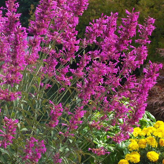 Agastache mexicana 'Sangria' - Vente Hysope mexicaine rouge