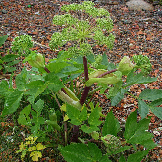 Angelica archangelica - Vente Angélique officinale vraie