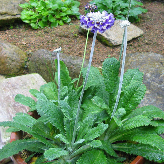 Primula capitata 'Mooreana' - Vente Primevère de l'Himalaya