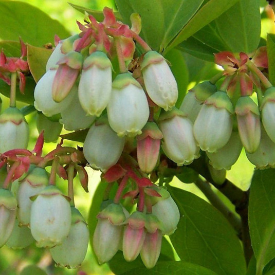 Myrtillier arbustif - Vaccinium corymbosum ‘Spartan’ - Grosse Myrtille