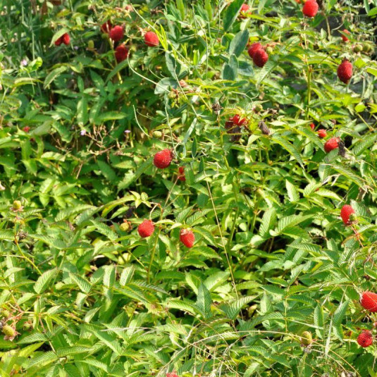 Rubus illecebrosus - Vente Framboisier fraise japonais