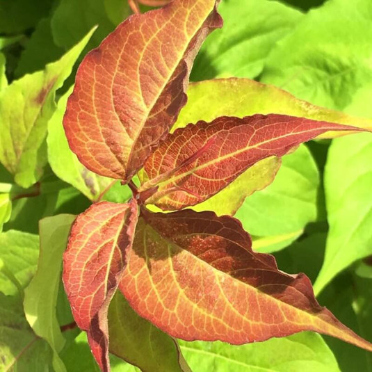 Leycesteria 'Little Lanterns' - Arbre aux Faisans | mesArbustes.com