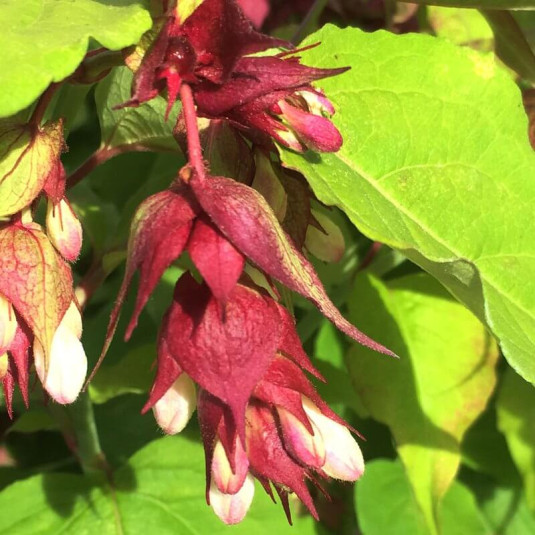 Leycesteria 'Little Lanterns' - Arbre aux Faisans | mesArbustes.com
