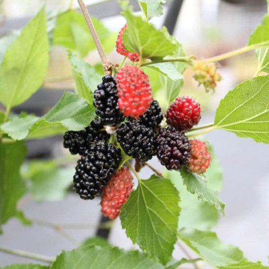 Mûrier nain à fruits comestibles - Vente Morus rotundifolia 'Mojo Berry'®