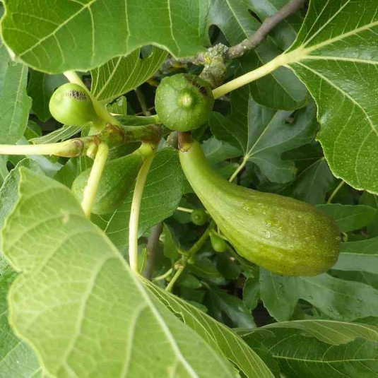 Figuier banane - Vente Ficus carica 'Longue d'Août'