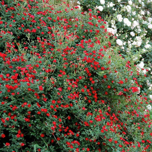Rosa 'Red Cascade' - Vente Rosier nain paysager retombant rouge