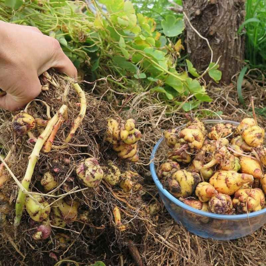 Capucine tubéreuse - Vente Tropaeolum tuberosum - Plant de Mashua