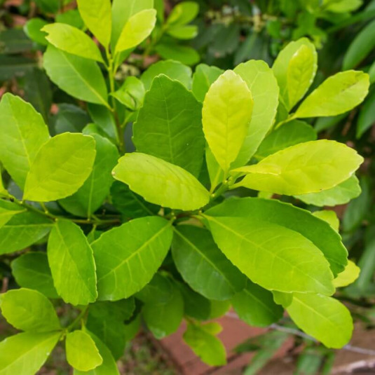Ilex paraguariensis - Thé du Paraguay - Yerba Maté | mesArbustes.com