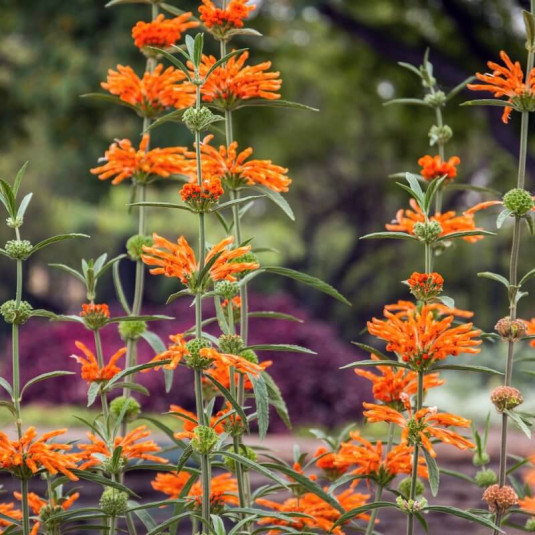 Leonotis leonurus - Queue de lion | mesArbustes.com