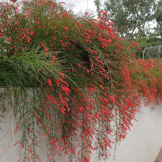 Russelia equisetiformis - Plante corail | mesArbustes.com