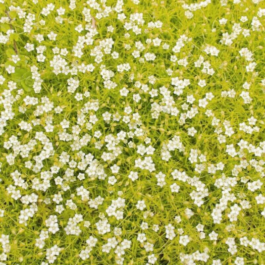 Sagina subulata 'Lime Moss' - Sagine tapissante dorée | mesArbustes.com
