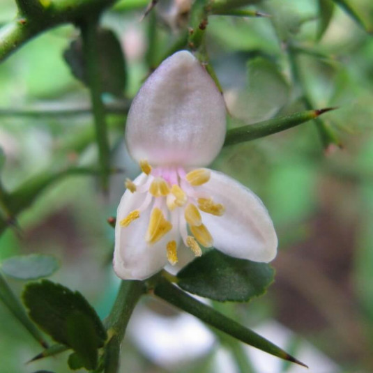 Citron caviar - Vente Microcitrus australasica - Lime d'Australie