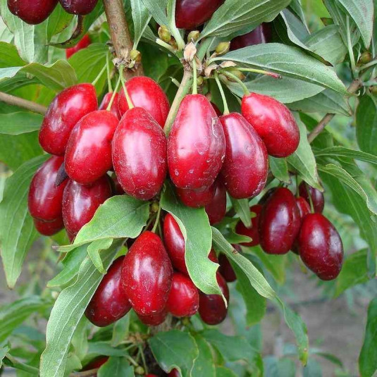 Cornus mas 'Macrocarpa' - Vente Cornouiller mâle à gros fruits en poire