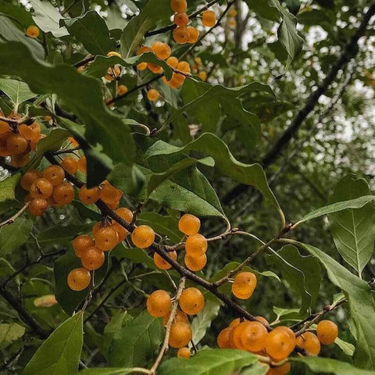 Elaeagnus umbellata 'Fortunella' POINTILLA® - Eleagnus à fruits jaunes