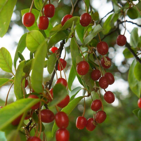Goumi du Japon - Plants d'Elaeagnus multiflora