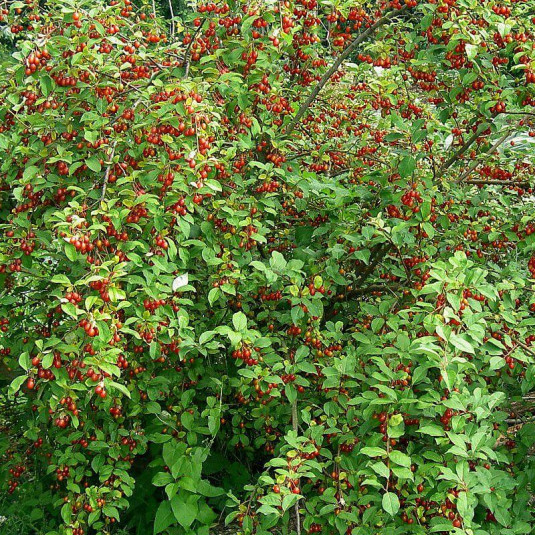 Goumi du Japon - Plants d'Elaeagnus multiflora