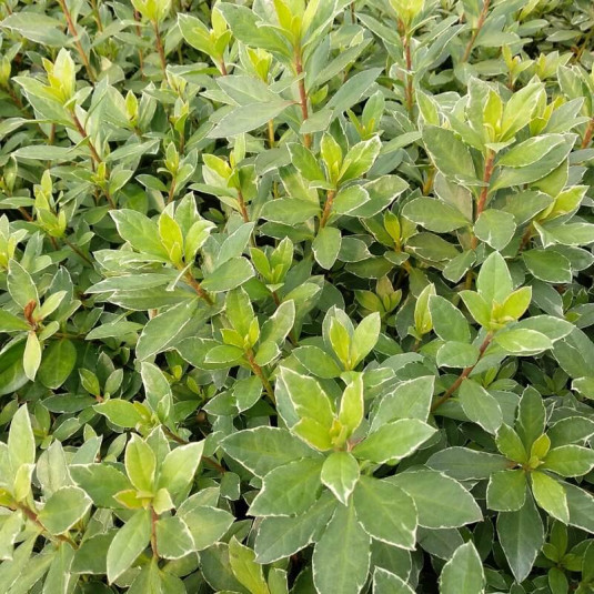 Azalée japonaise panachée persistante rouge - Vente Azalea japonica ...