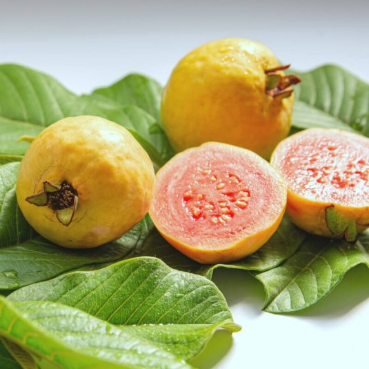 Goyavier - Psidium guajava | mesArbustes.com