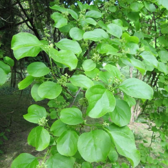 Celastrus orbiculatus 'Diana' à baies décoratives | mesArbustes.com