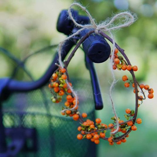 Celastrus orbiculatus 'Diana' à baies décoratives | mesArbustes.com