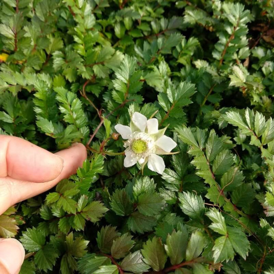 Mûre rampante de Taïwan - Rubus taiwanicola | mesArbustes.com