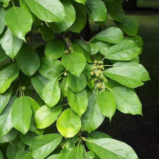 Maclura tricuspidata - Cudrang - Che Chinois | mesArbustes.com