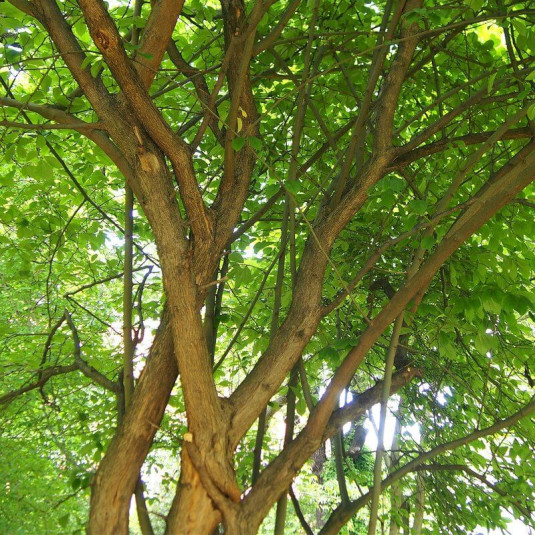 Maclura tricuspidata - Cudrang - Che Chinois | mesArbustes.com