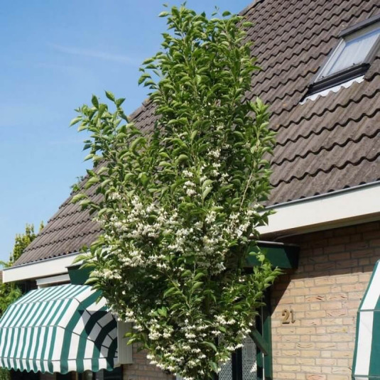 Styrax Japonais 'June Snow' - Arbre aux clochettes d'argent ...