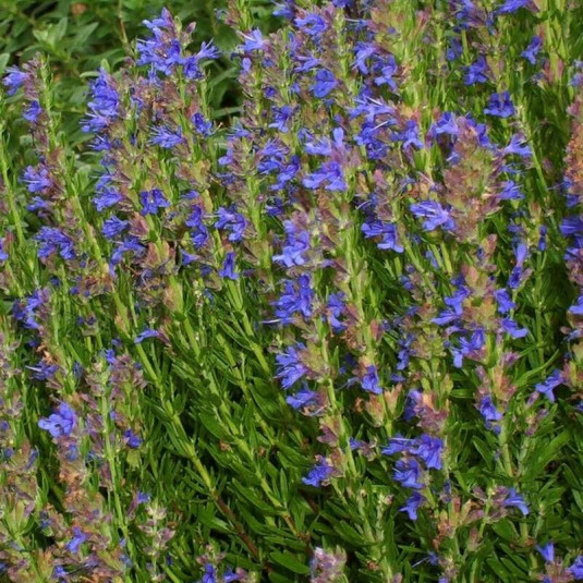 Hyssopus officinalis ‘Aristatus’ - Hysope naine aromatique ...
