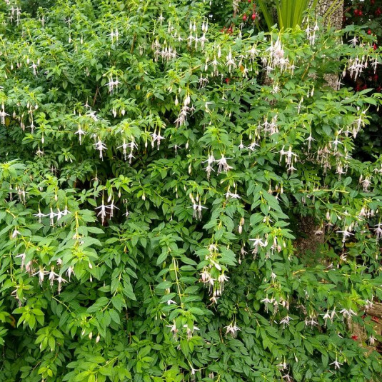 Fuchsia 'Alba' - Vente Fuschia de Magellan