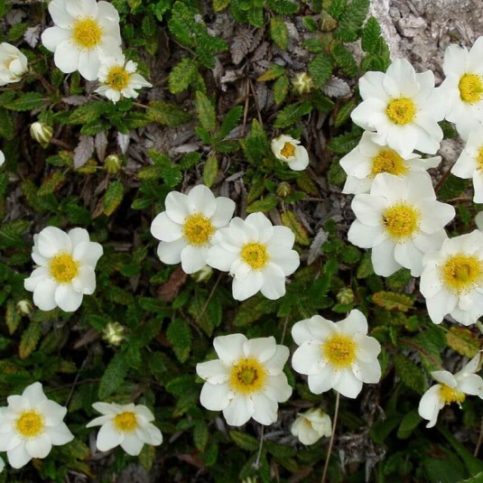 Dryas octopetala - Dryade à huit pétales | mesArbustes.com