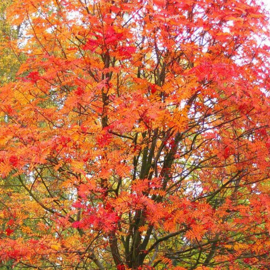 Sorbus aucuparia racines nues - Vente Sorbier des oiseaux