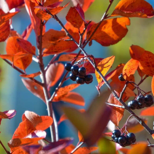 Aronia melanocarpa 'Professor Ed' - Vente Aronie à fruits noirs
