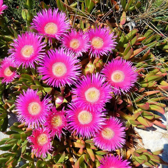 Carpobrotus acinaciformis - Griffe de sorcière | mesArbustes.com
