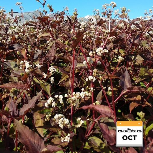Persicaria microcephala ‘Red Dragon’ - Vente Renouée pourpre