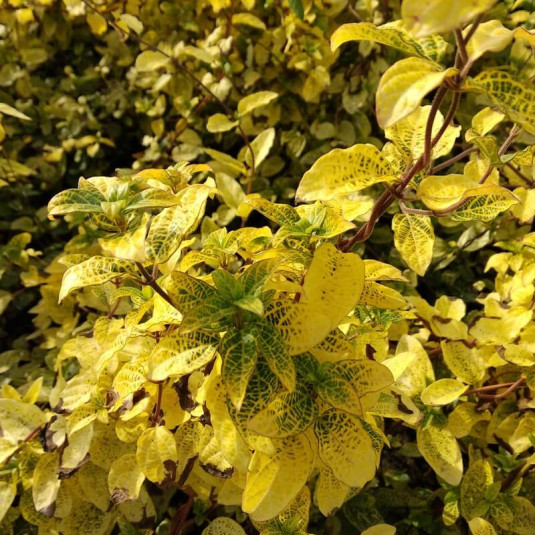 Chèvrefeuille grimpant panaché - Lonicera japonica 'Aureareticulata'