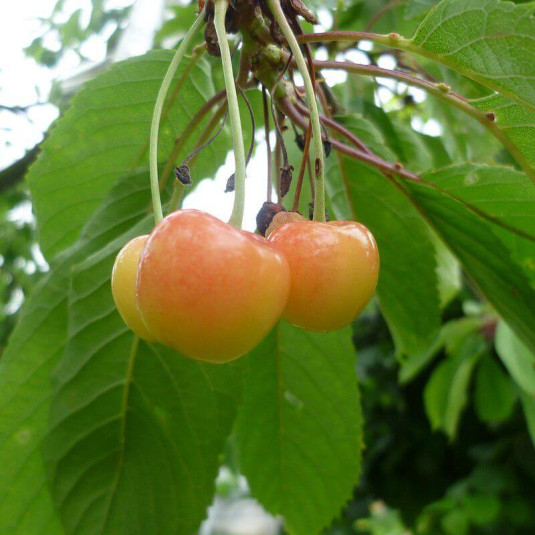 Cerisier Bigarreau 'Napoléon' - Vente Prunus cerasus 'Royal Ann'